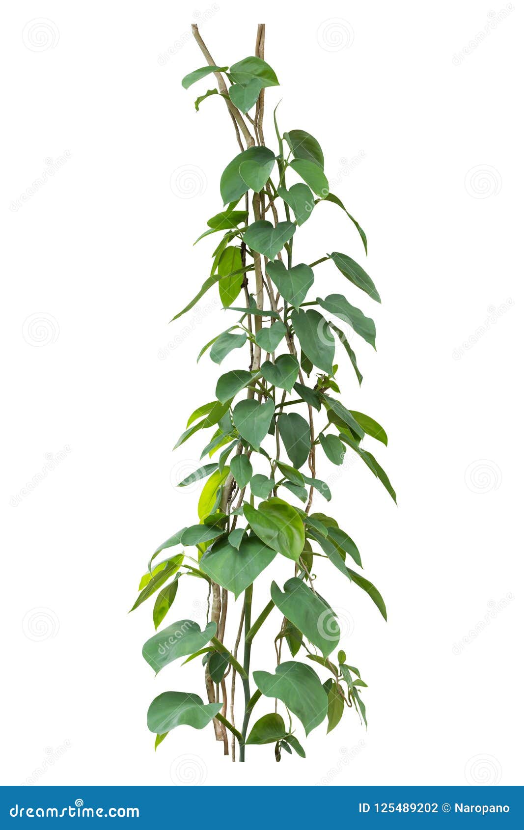 Vine Plants Isolated on White Background, Clipping Path. Stock Photo ...