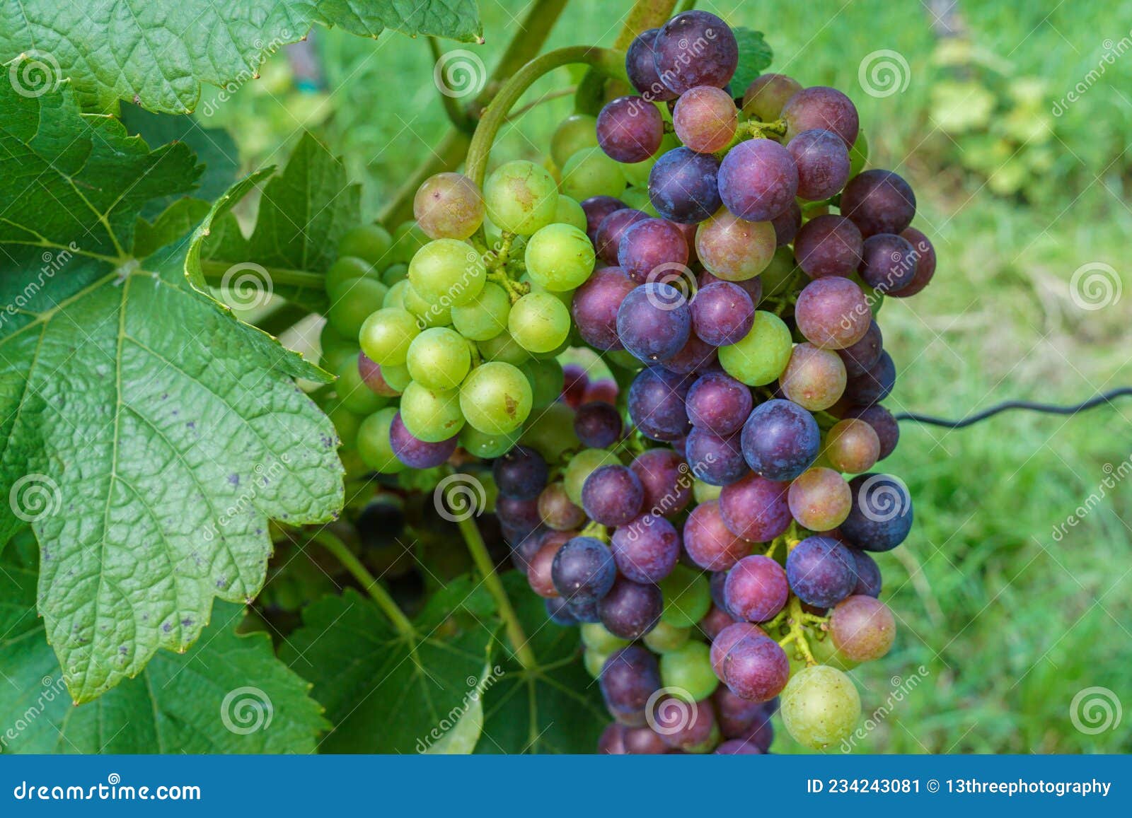 Vine Plants with Multi-coloured Grapes on a Vineyard Stock Image ...