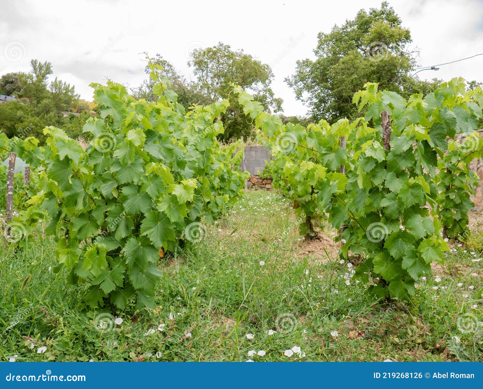 Vine Plants with Multitude of Leaves Growing Prosperously before Giving ...