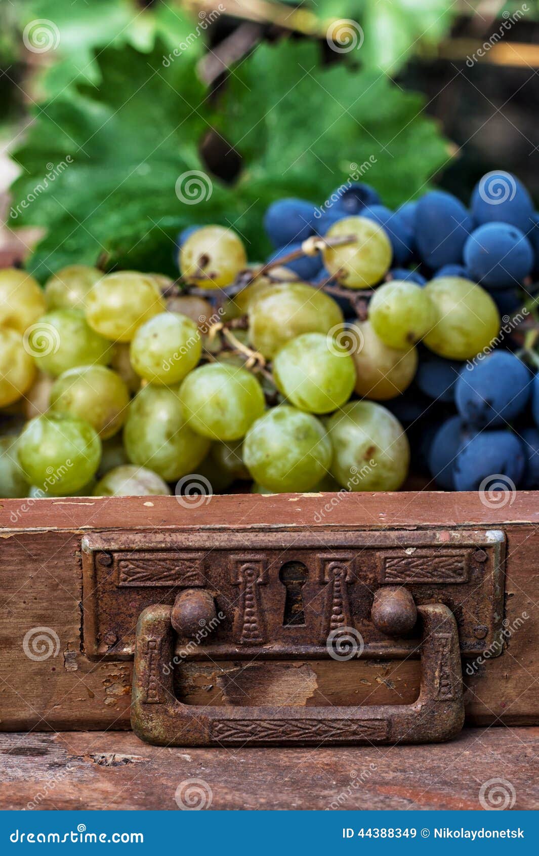 Vine ripe grapes stock image. Image of plant, ripe, fruit - 44388349