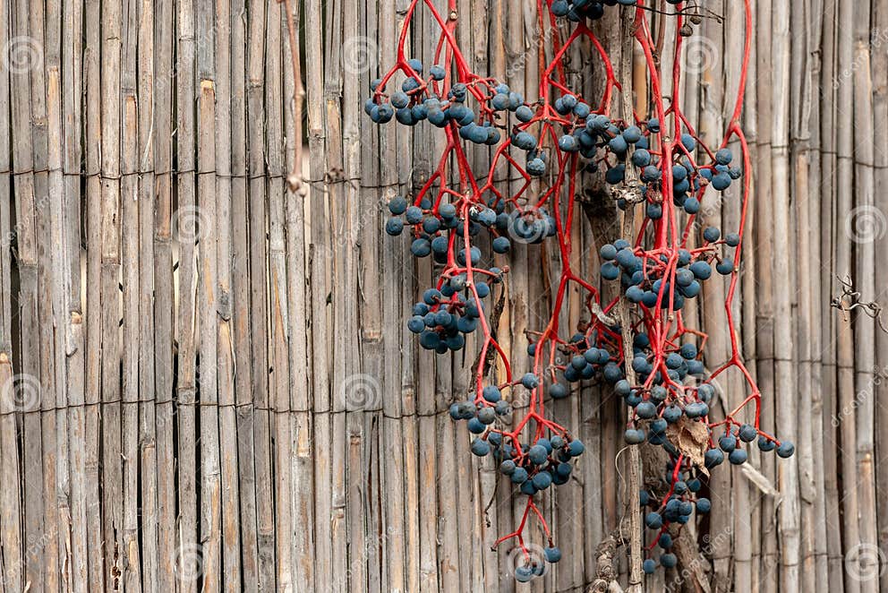 Vine with Ripe Grapes on a Straw Wall Stock Image - Image of grow ...