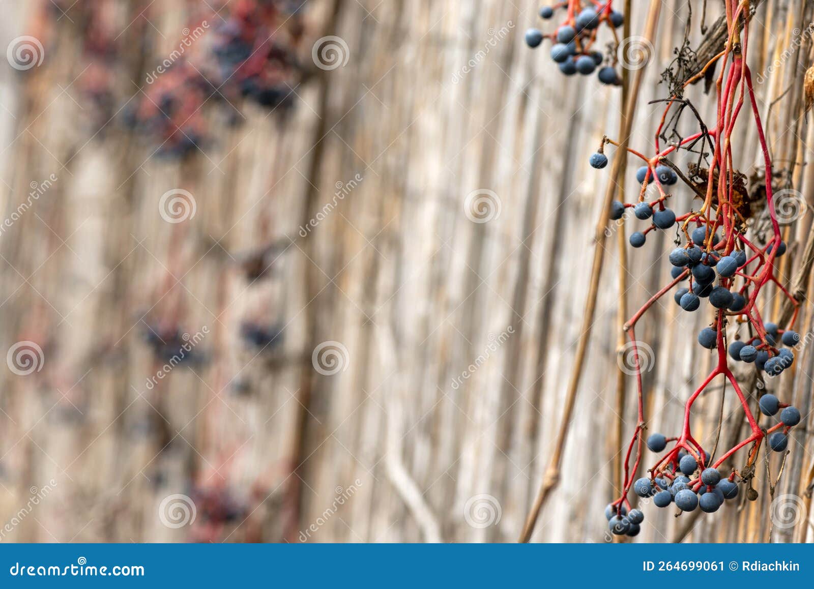 Vine with Ripe Grapes on a Straw Wall Copy Space Stock Image - Image of ...