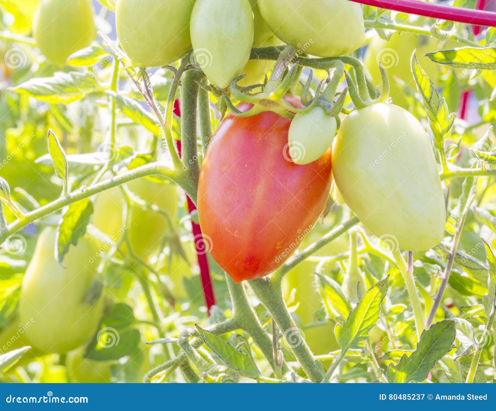 Vine Ripe Tomatoes stock image. Image of food, ripe, fresh - 80485237