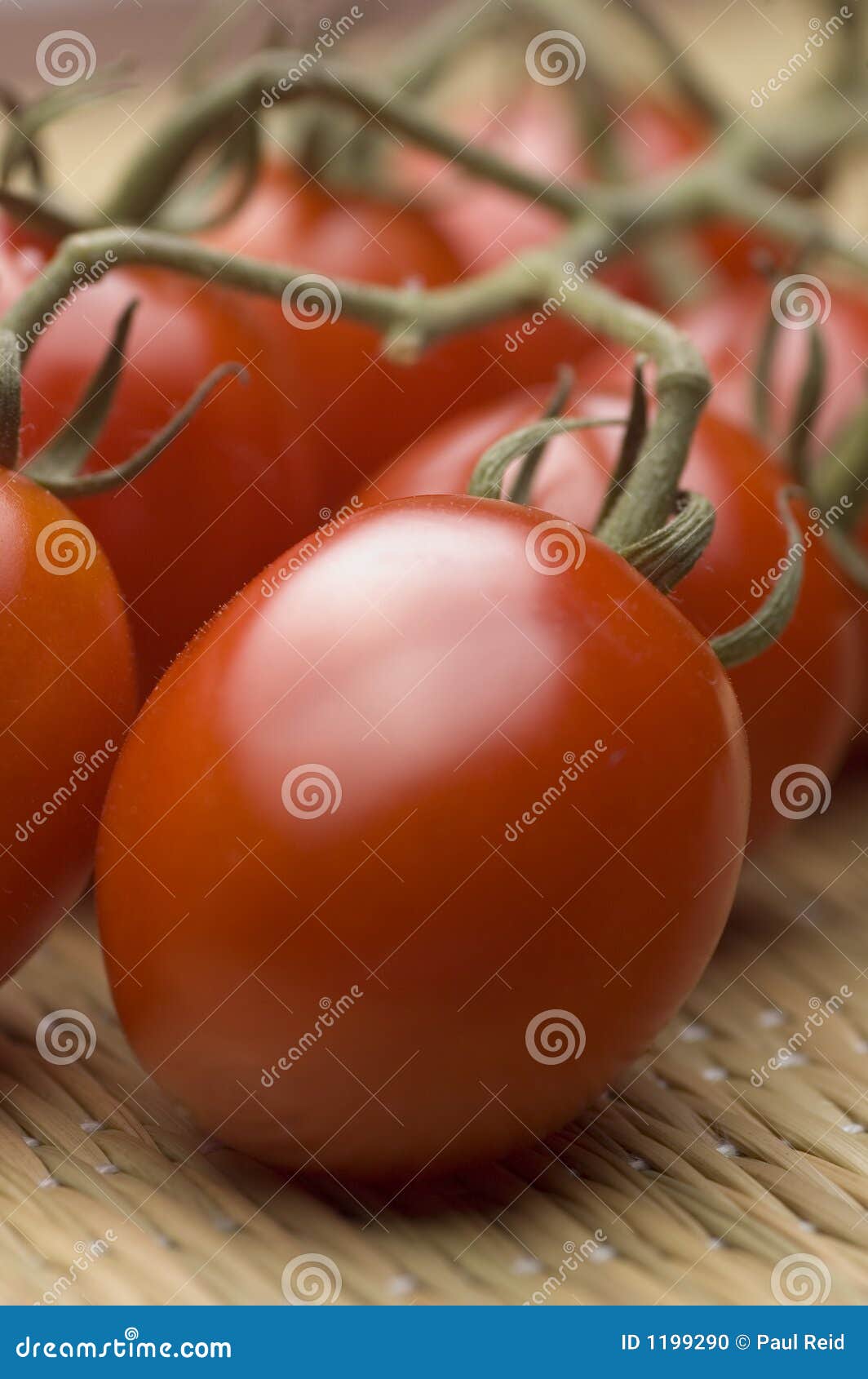 Vine ripened plum tomatoes stock photo. Image of produce - 1199290