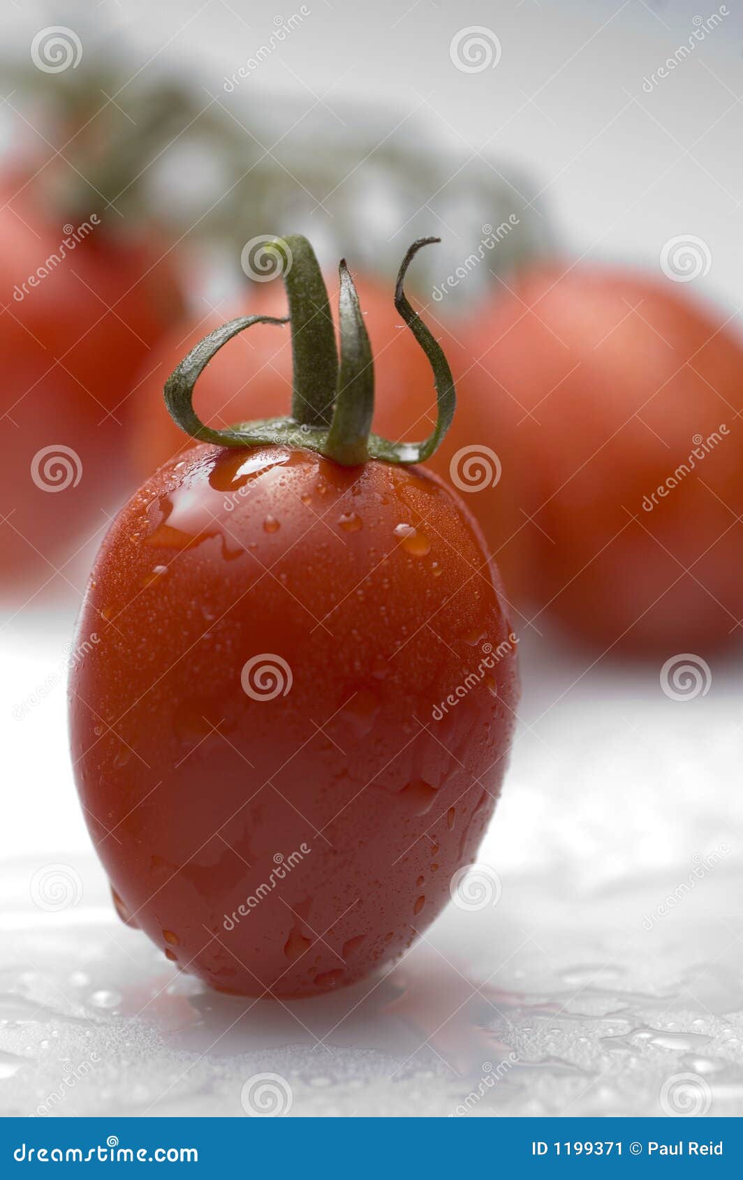 Vine ripened plum tomatoes stock image. Image of farmland - 1199371
