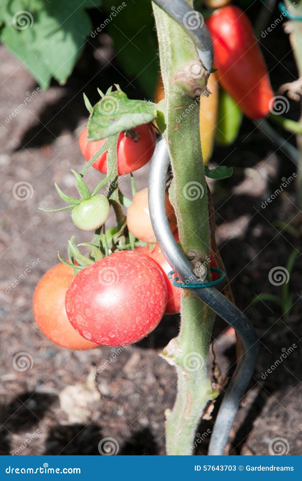 Vine-ripened tomatoes stock image. Image of green, gardening - 57643703