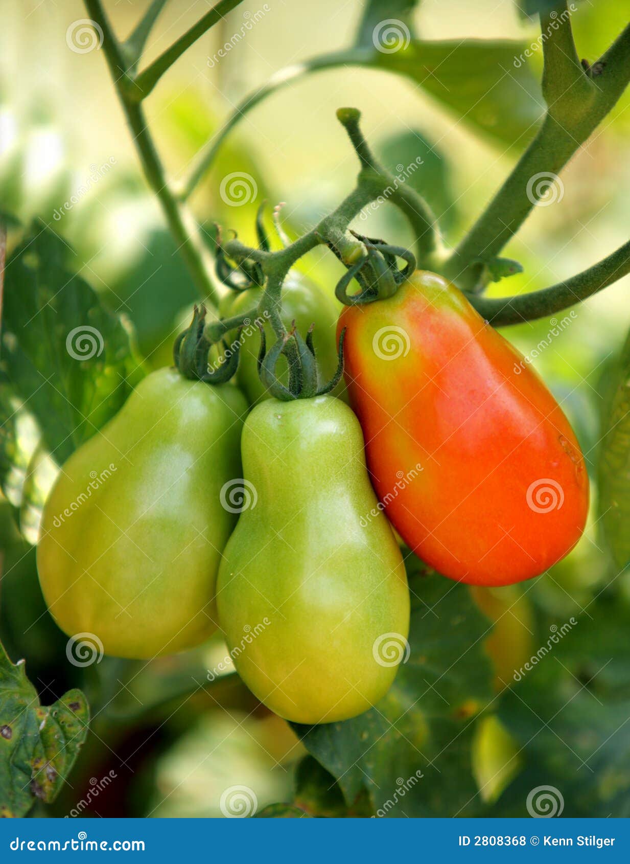 Vine Ripened Tomatos stock photo. Image of tennessee, roma - 2808368