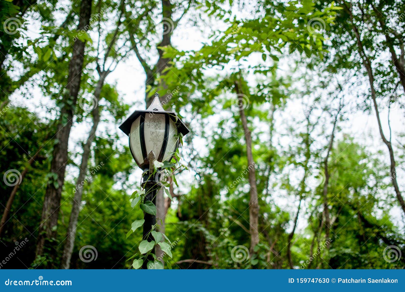 Vine Rising on the Pole during the Daytime Stock Photo - Image of ...