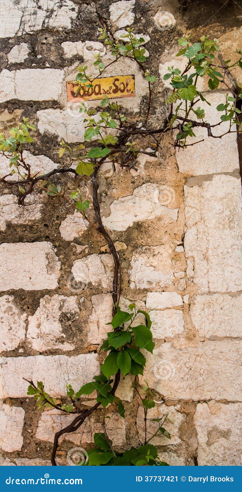 Vine on Rock Wall of House stock image. Image of white - 37737421