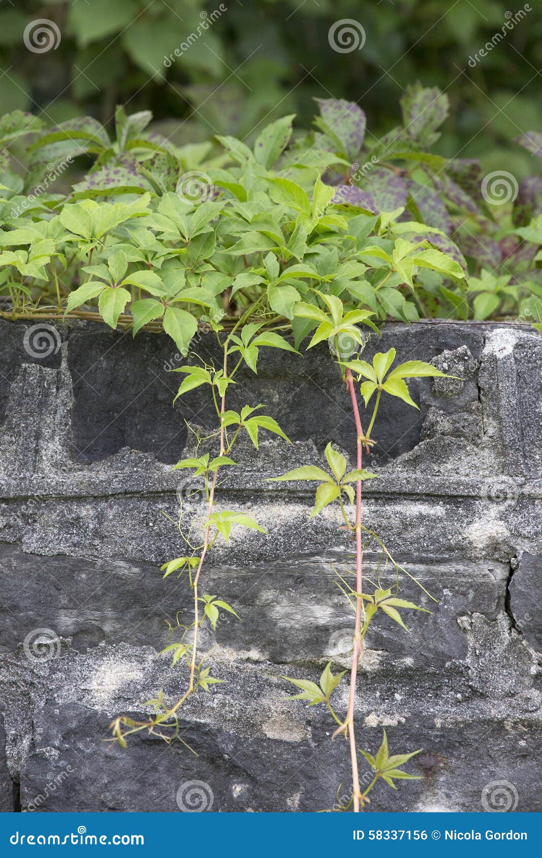 Vine on Rock Wall stock photo. Image of trailing, stone - 58337156