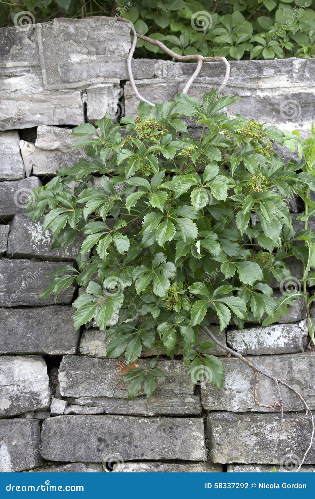 Vine on Rock Wall stock photo. Image of wall, rock, nature - 58337292