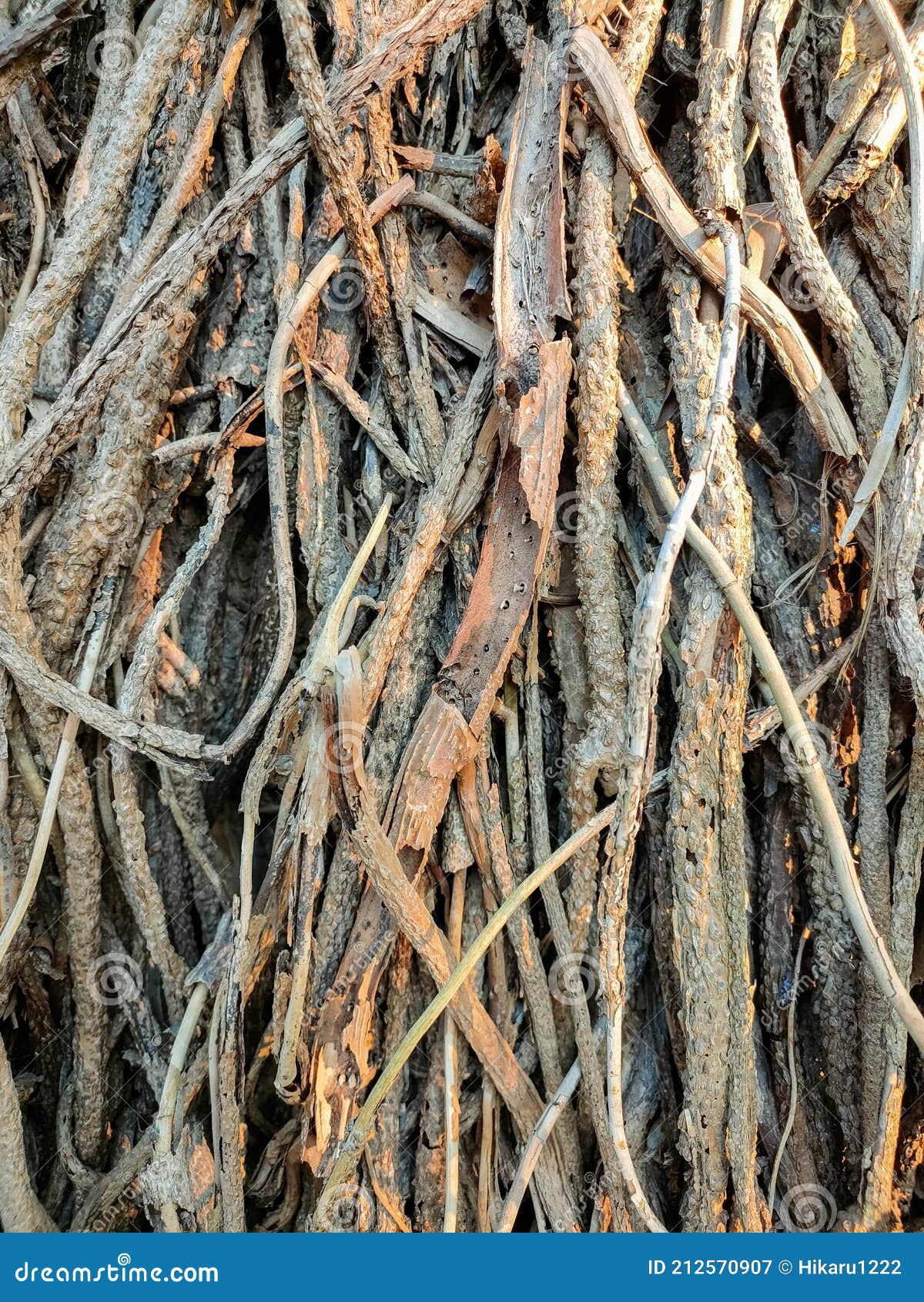 The Vine Roots Of Monstera On Tree Trunks Used As Texture And ...