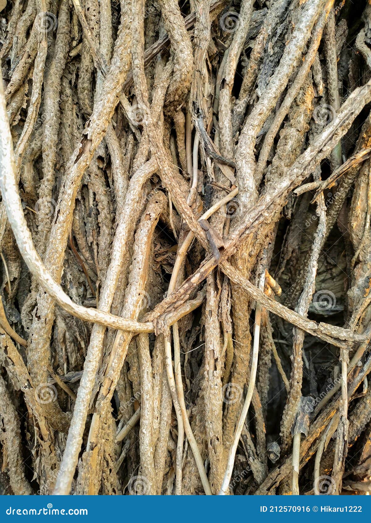 The Vine Roots Of Monstera On Tree Trunks Used As Texture And ...