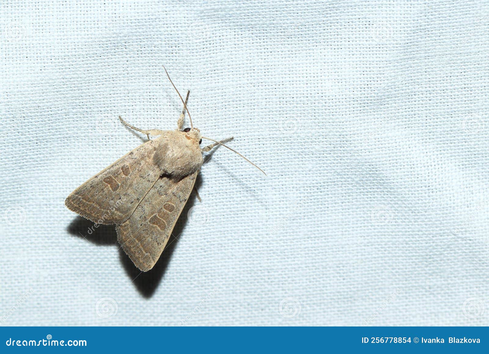 Vine rustic moth stock photo. Image of moth, hoplodrina - 256778854