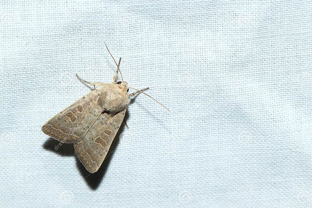 Vine rustic moth stock photo. Image of moth, hoplodrina - 256778854