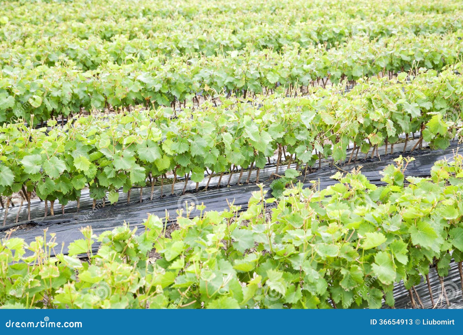 Vine saplings stock image. Image of leaves, dessert, agriculture - 36654913