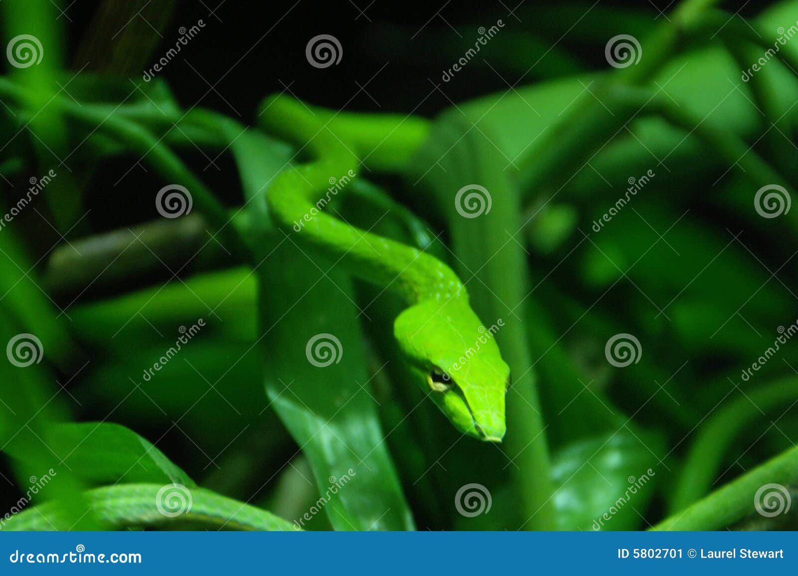 A Vine Snakes Along A Cedar Shingled Wall Stock Image | CartoonDealer ...