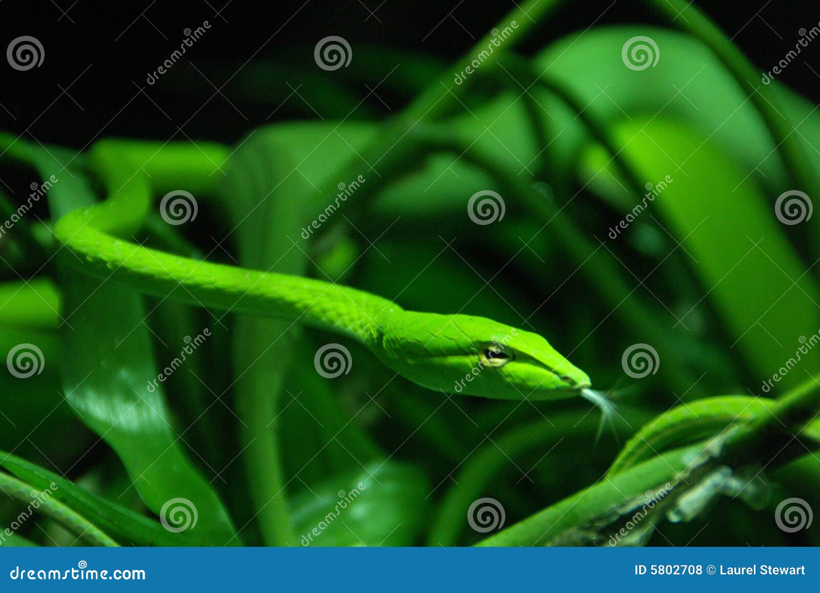 Vine snake stock photo. Image of ahaetulla, vine, tangle - 5802708