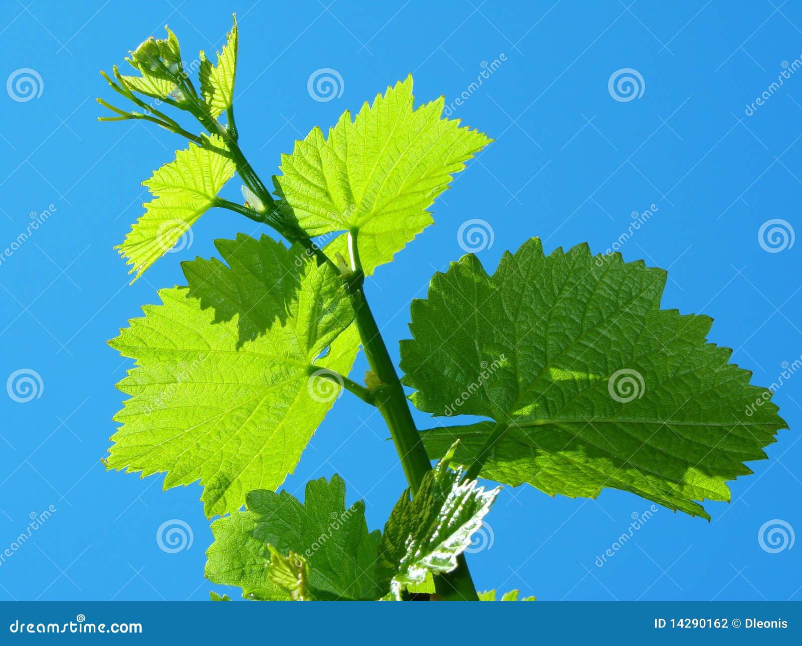 Vine sprout stock photo. Image of green, agriculture - 14290162