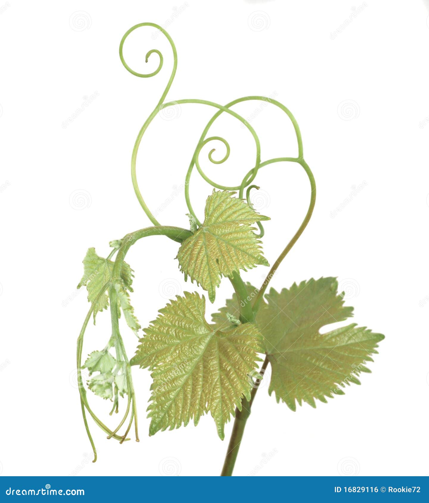 Vine sprout stock photo. Image of color, backgrounds - 16829116