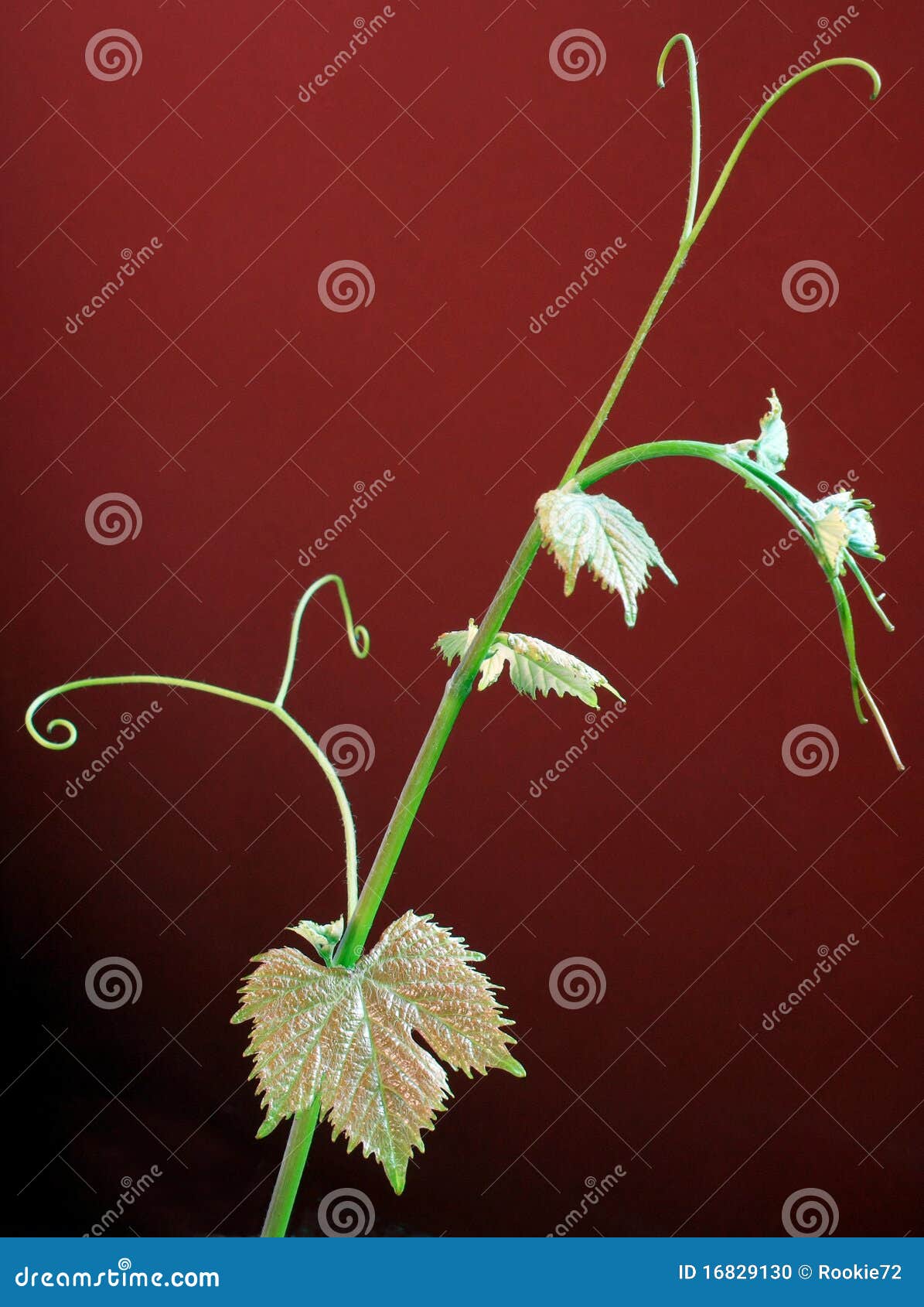 Vine sprout stock photo. Image of grape, isolated, tentacle - 16829130