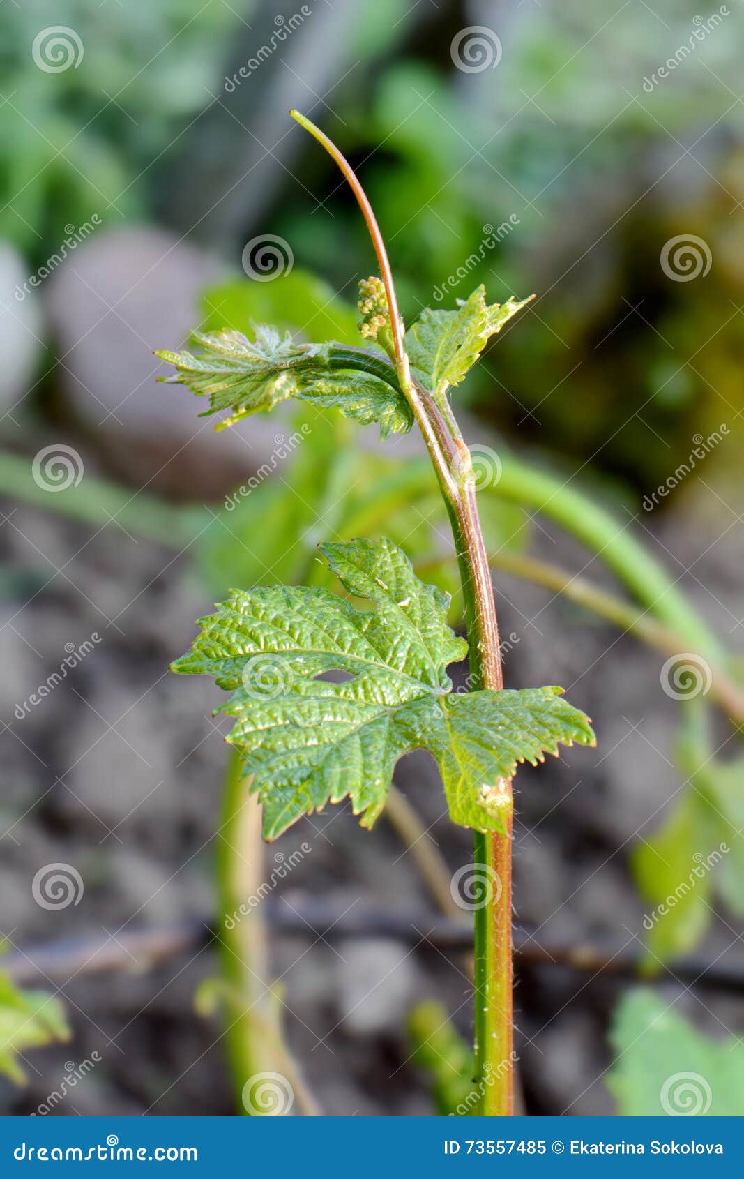 Vine sprout stock image. Image of fruits, fashioned, crop - 73557485
