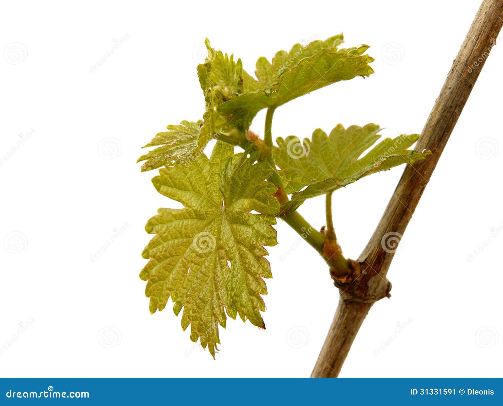 Vine sprout stock image. Image of rural, vine, foliage - 31331591