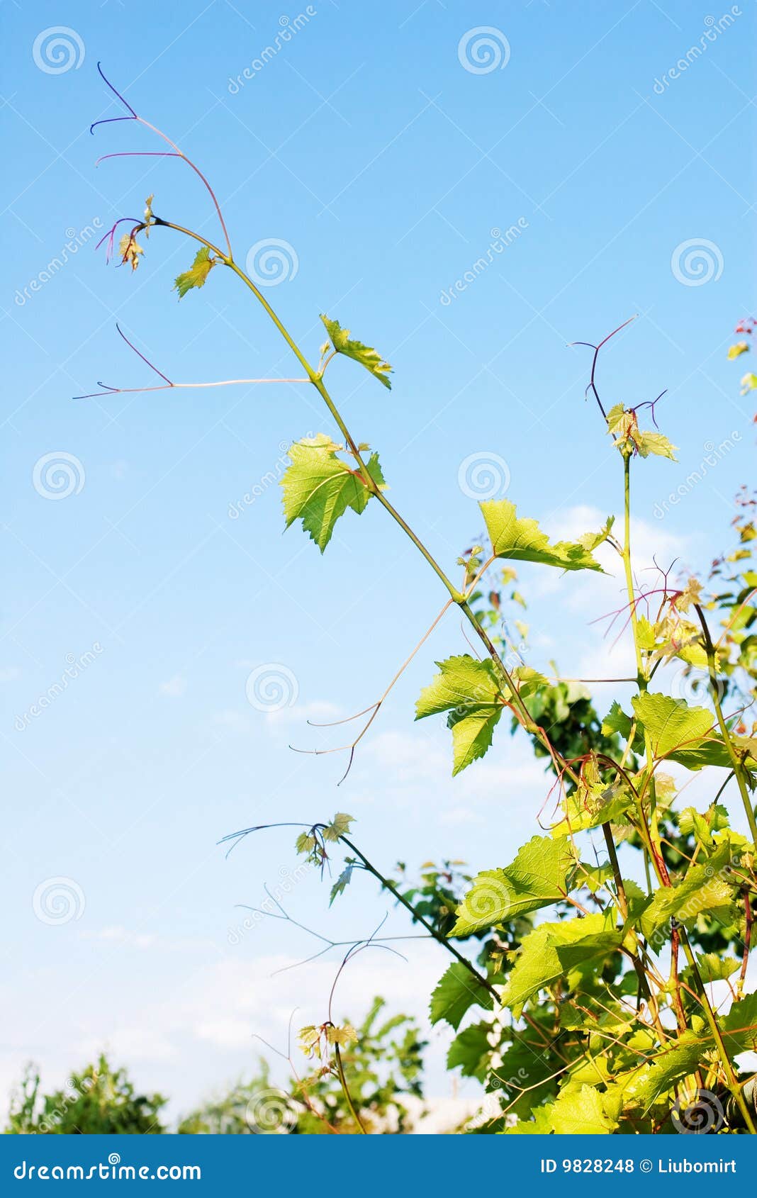 Vine sprout and sky stock photo. Image of seasonal, grape - 9828248