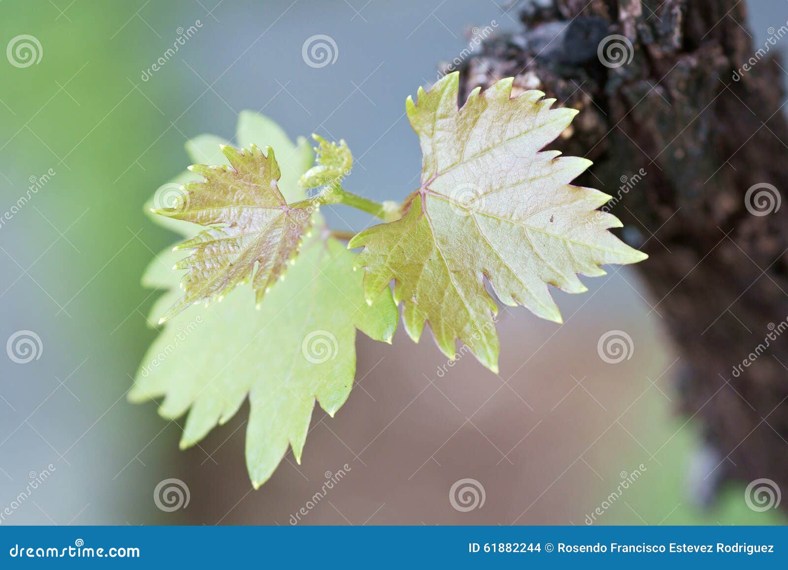 Vine sprout stock photo. Image of spring, branches, born - 61882244