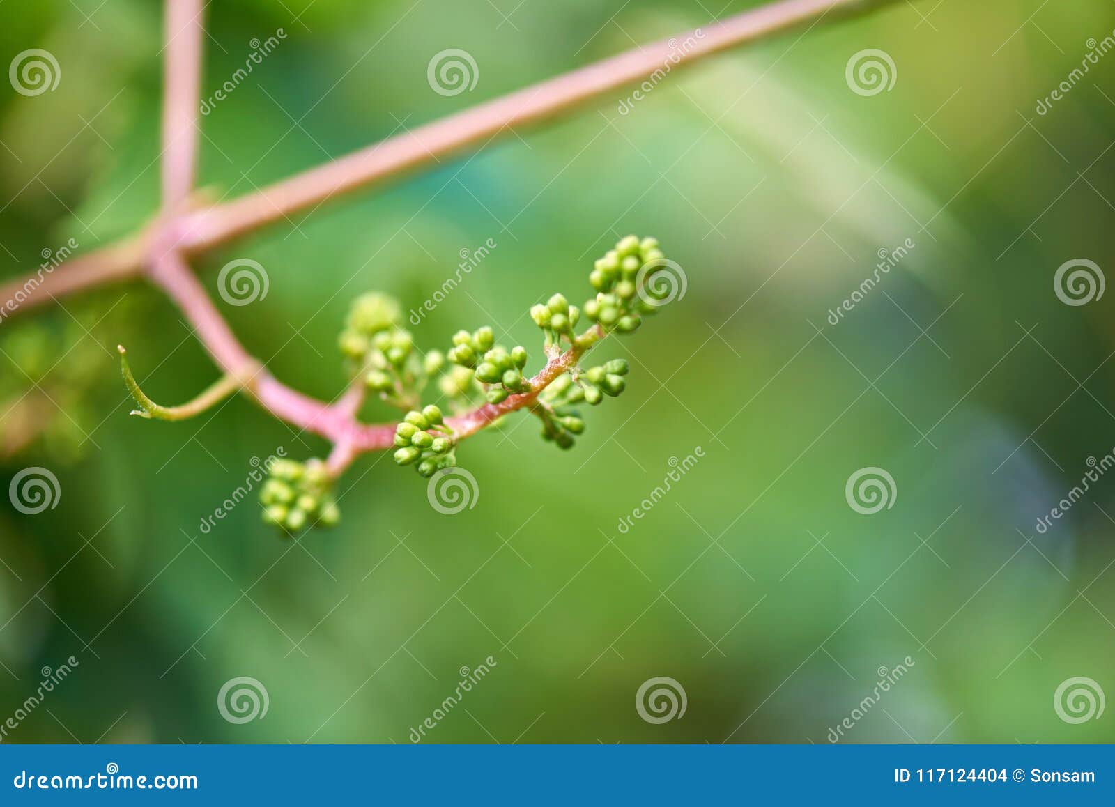 Vine Sprout with Young Bunch of Grapes. Stock Photo - Image of fresh ...