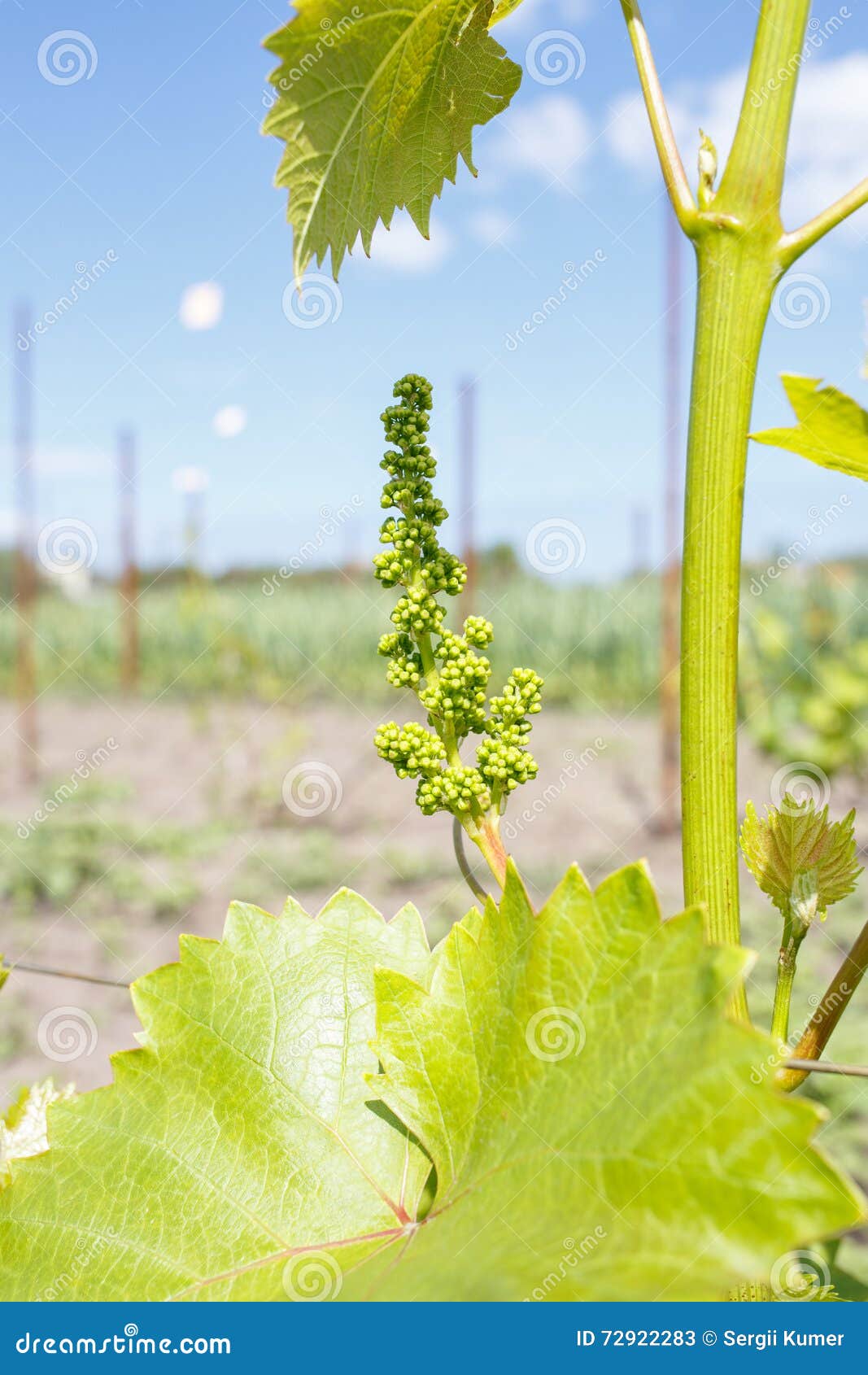 Vine Sprout with Young Bunch of Grapes Stock Image - Image of fresh ...