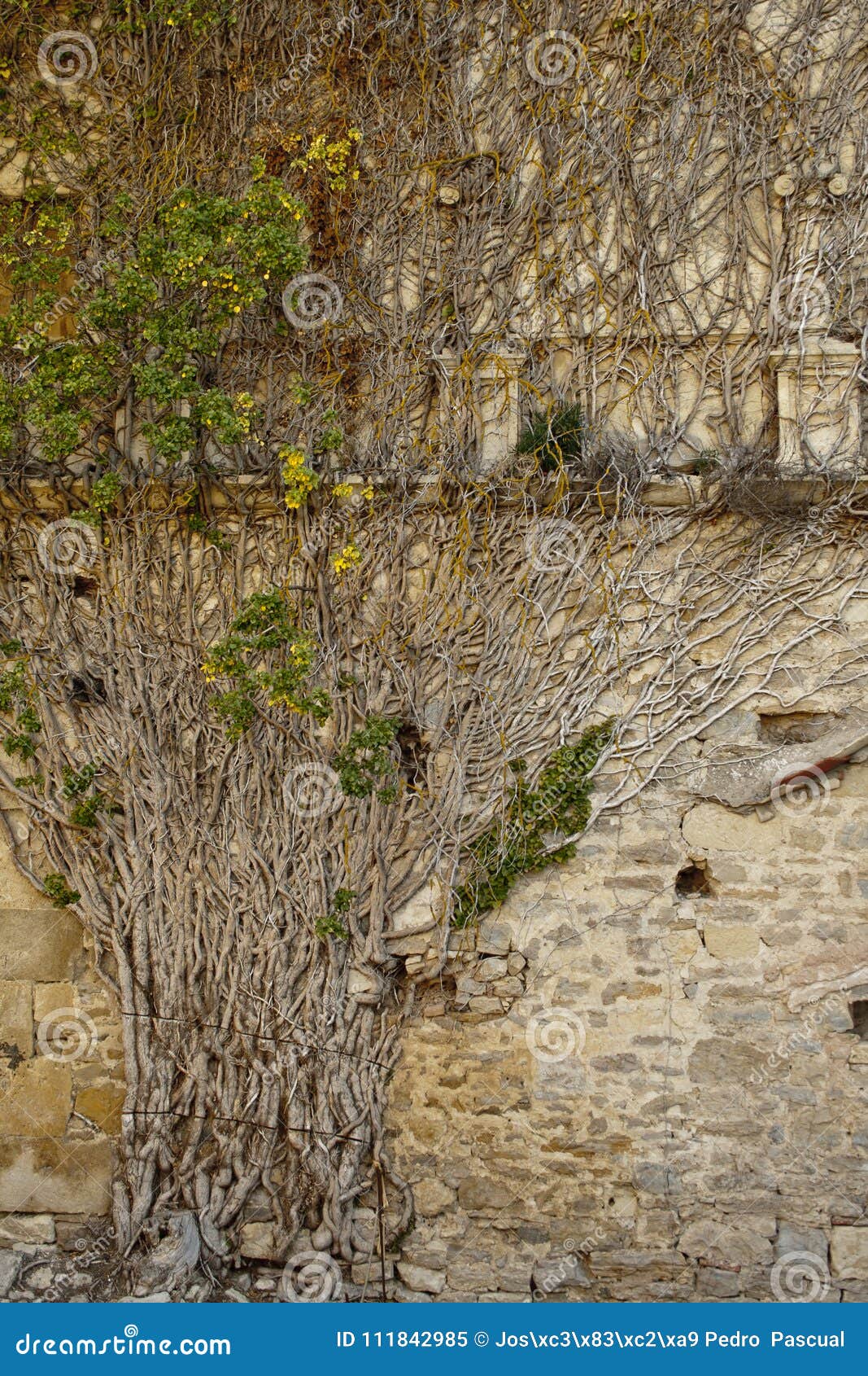 Vine on Stone Wall Texture. Stock Image - Image of bush, park: 111842985