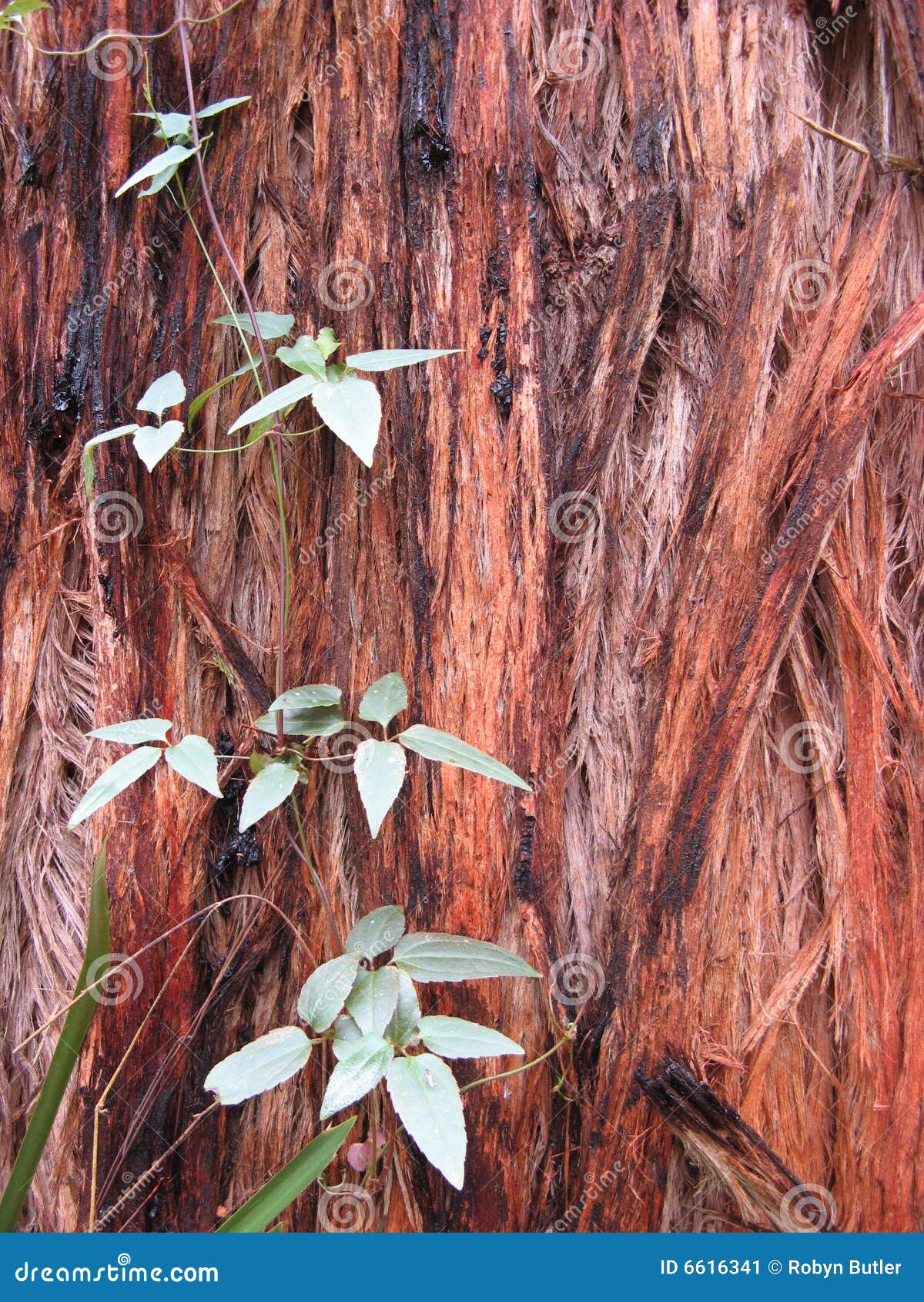 Vine and Stringy Bark stock image. Image of botanical - 6616341