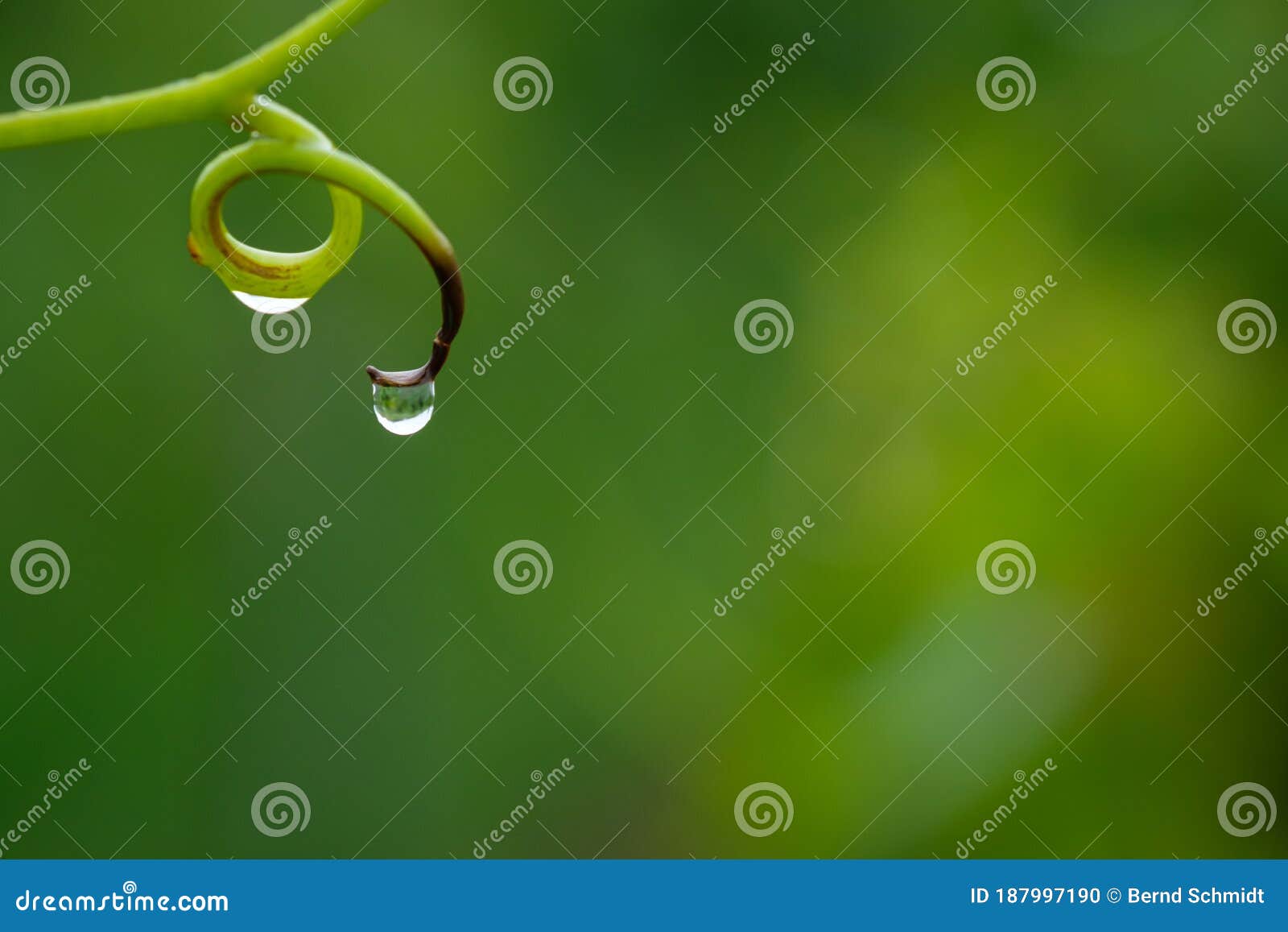 Vine Tendril with Water Drop Stock Photo - Image of greenery ...