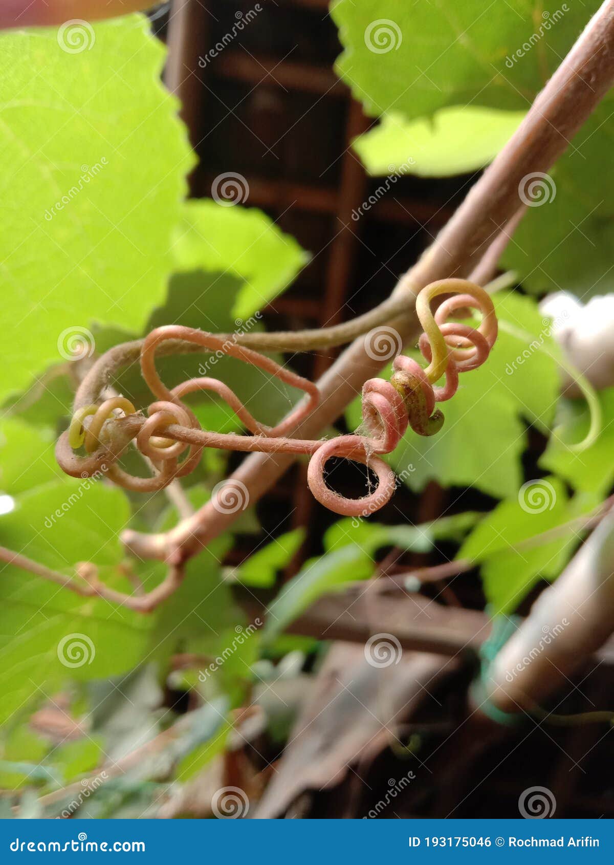 Vine Tendrils that Bind To Each Other Stock Photo - Image of flower ...