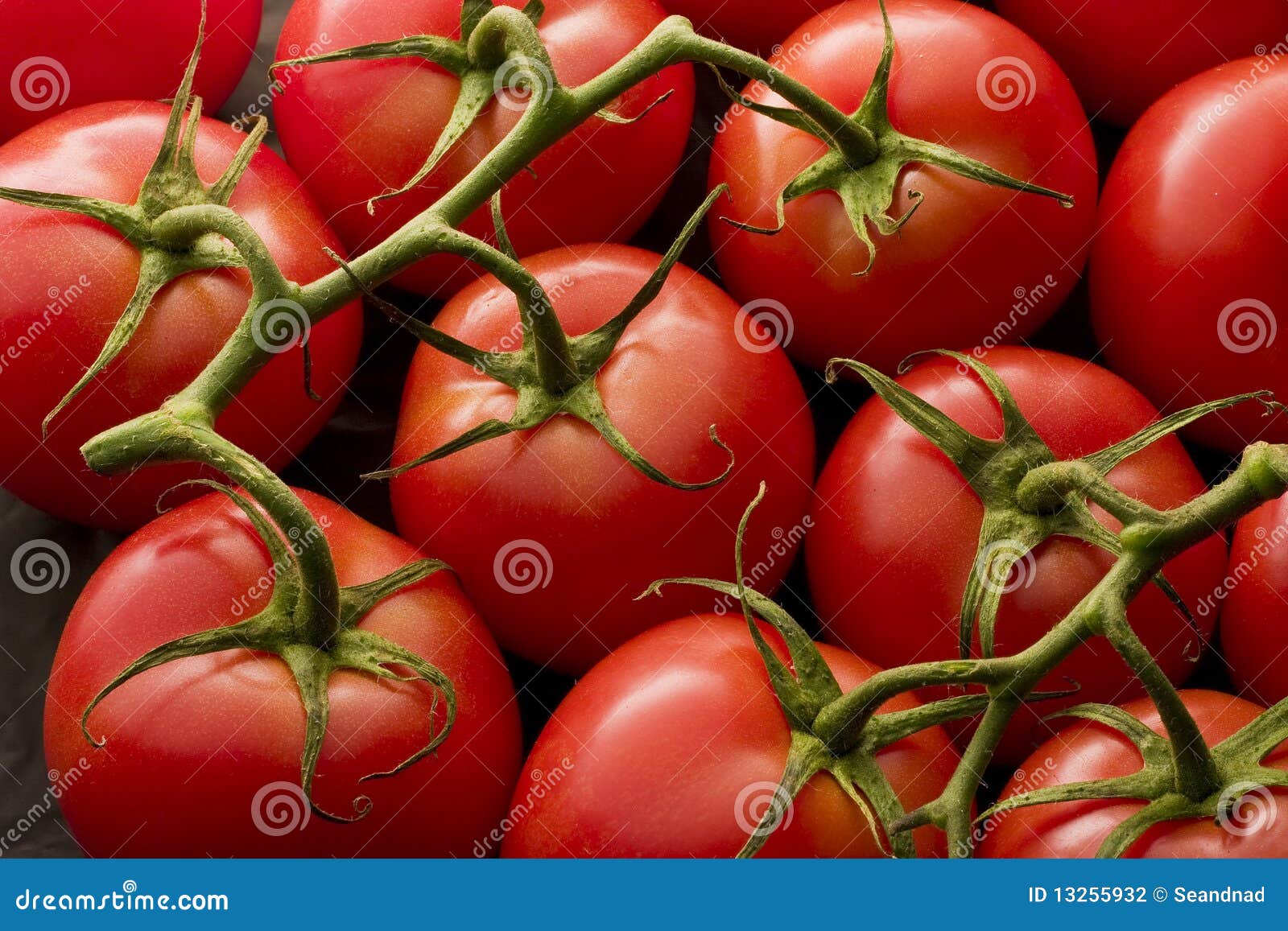 Vine tomatoes stock photo. Image of freshness, health - 13255932