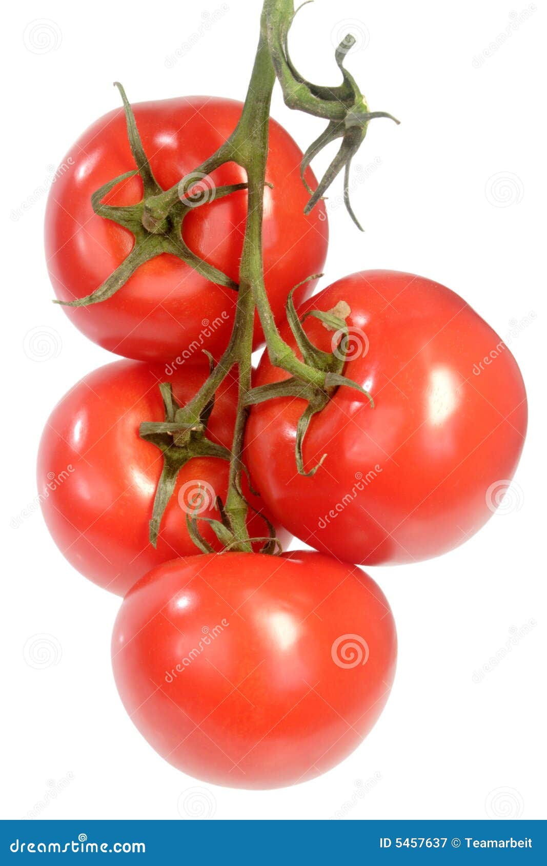 Vine Tomatoes stock image. Image of isolated, tomato, truss - 5457637