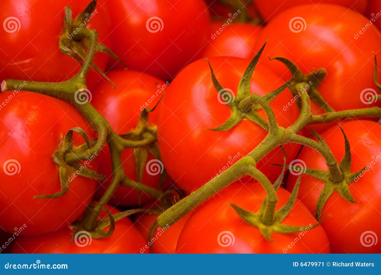 Vine Tomatoes stock image. Image of food, plum, ingredients - 6479971