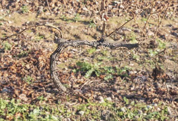 Vine Trained in the Single Guyot Method Stock Photo - Image of terroir ...