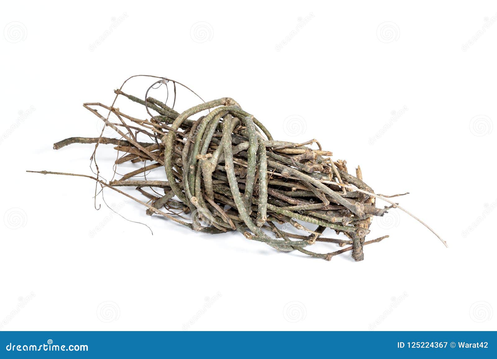 Vine Tree Branches Isolated on White Background Stock Image - Image of ...