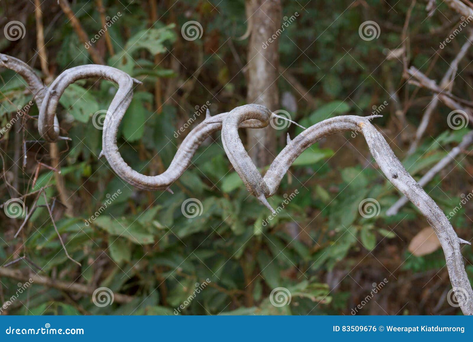 Vine tree stock photo. Image of stem, nature, liana, plant - 83509676