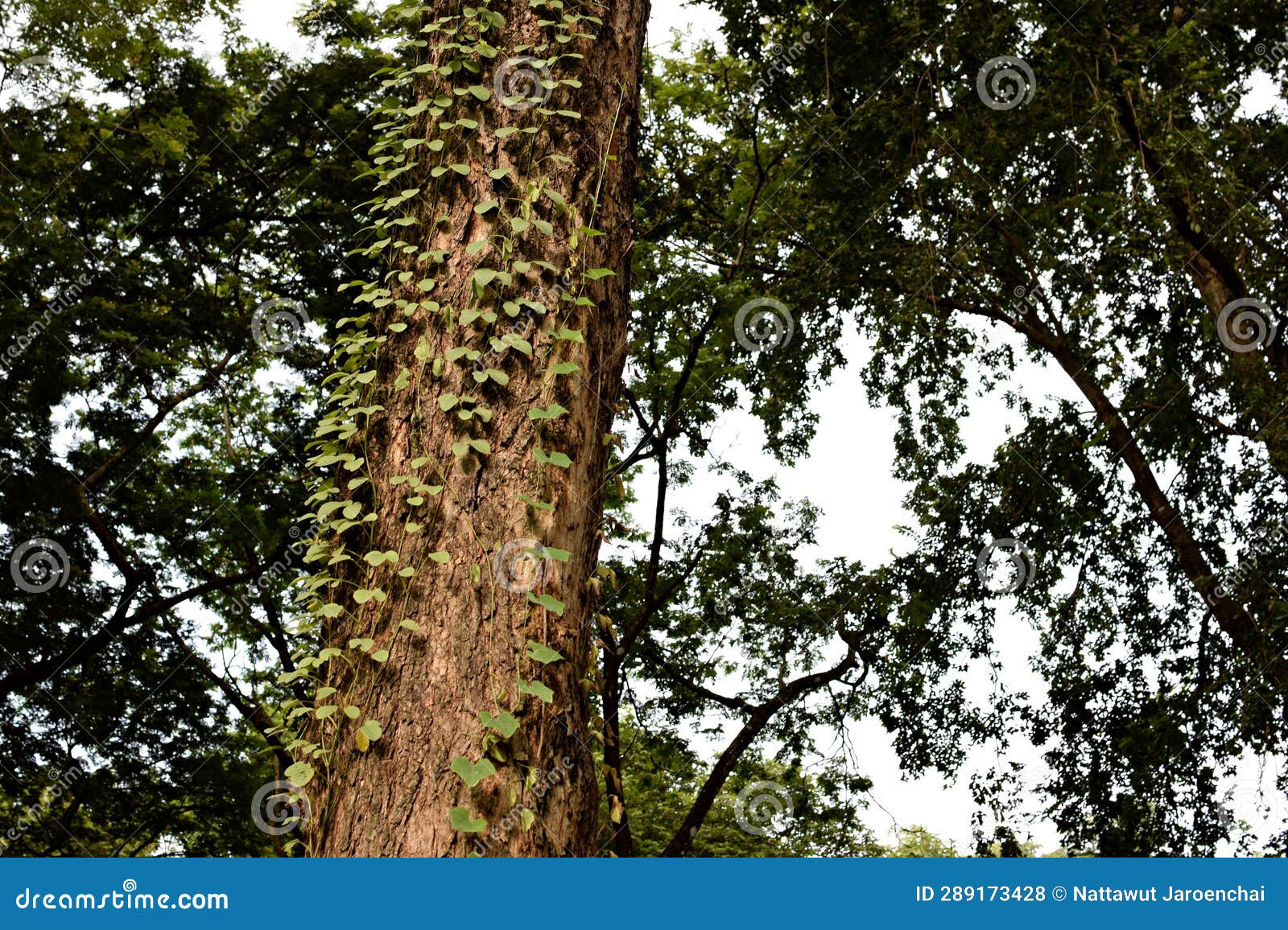 Vine and tree stock photo. Image of climber, national - 289173428