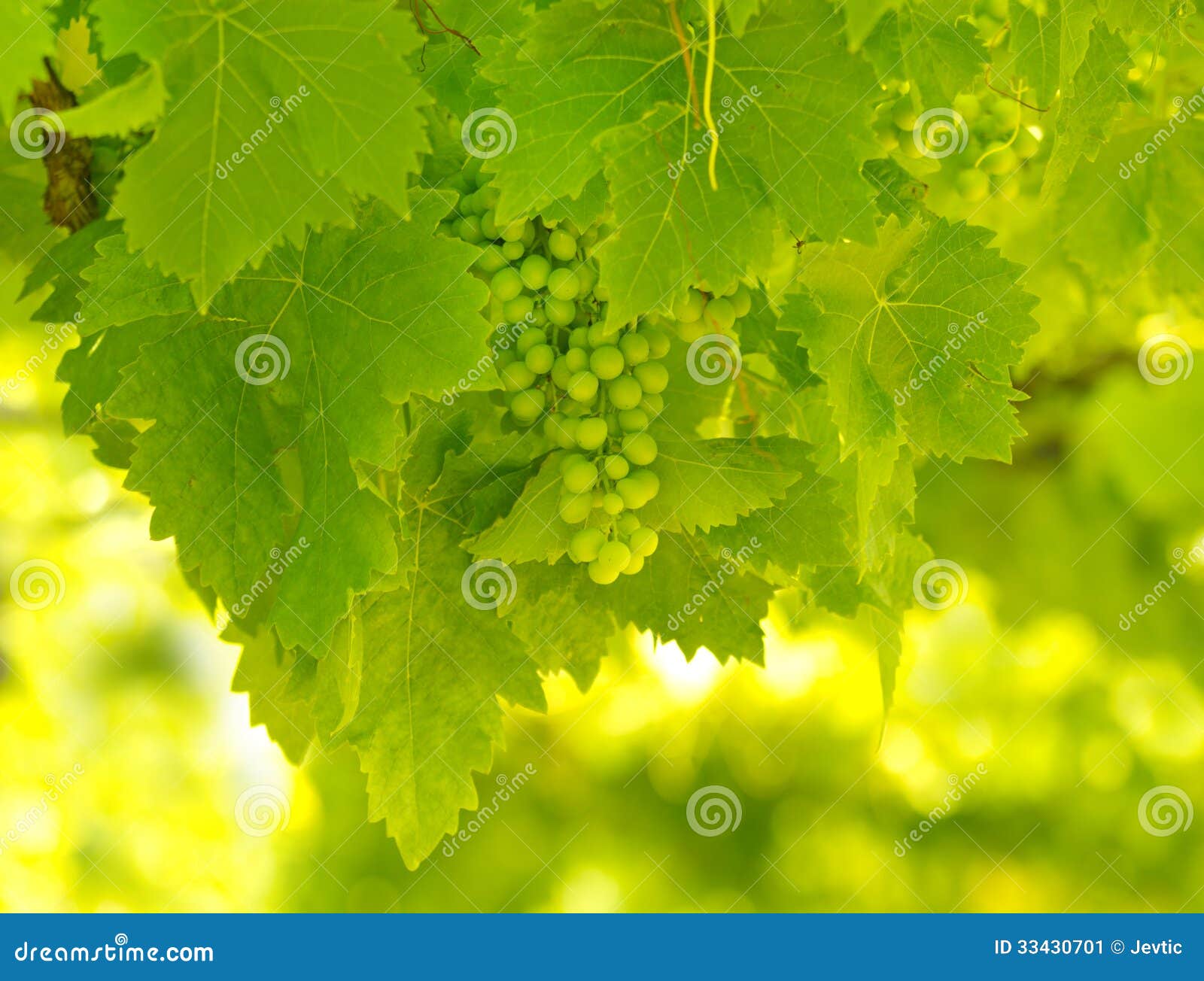 Vine Tree Stock Image | CartoonDealer.com #58281313