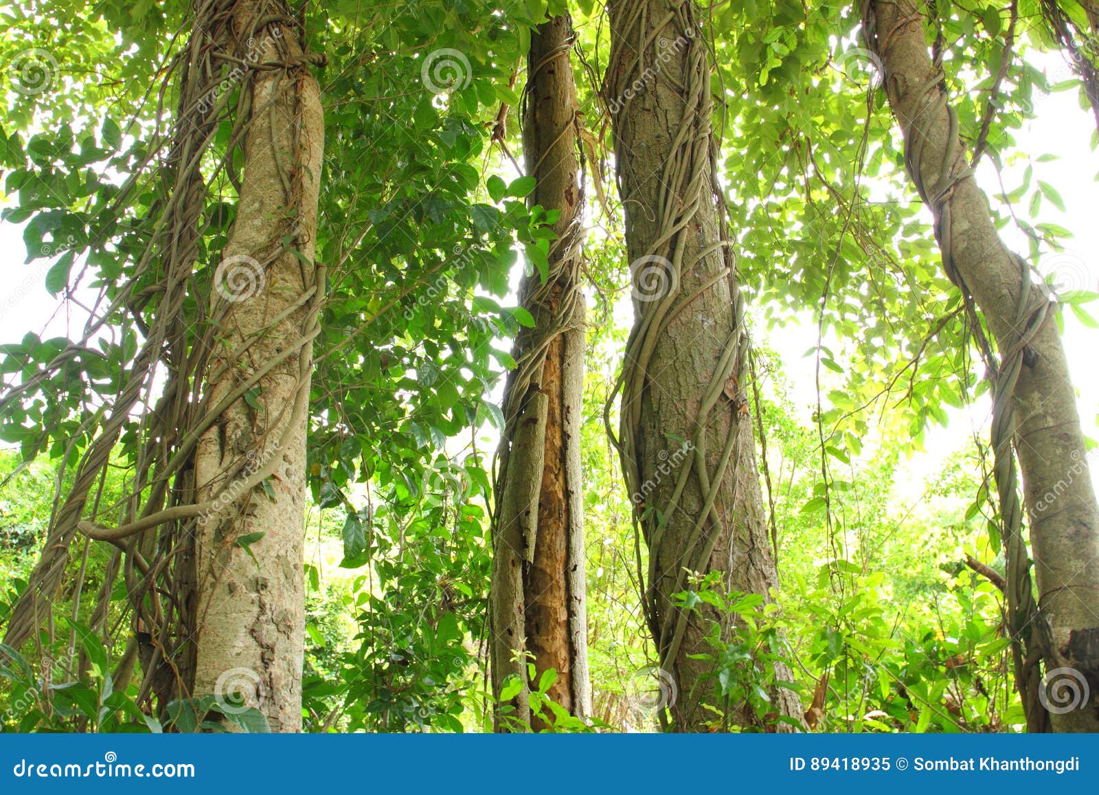 Vine Log Sunlight Stock Photos - Free & Royalty-Free Stock Photos from ...