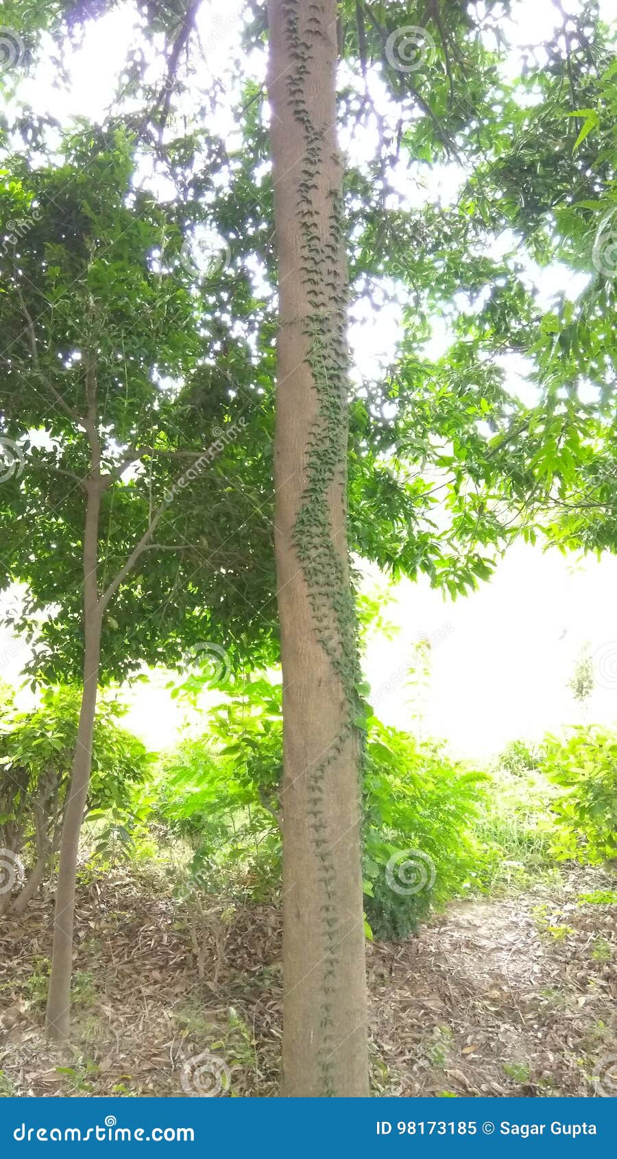 Vine on tree stock image. Image of vine, summer, park - 98173185