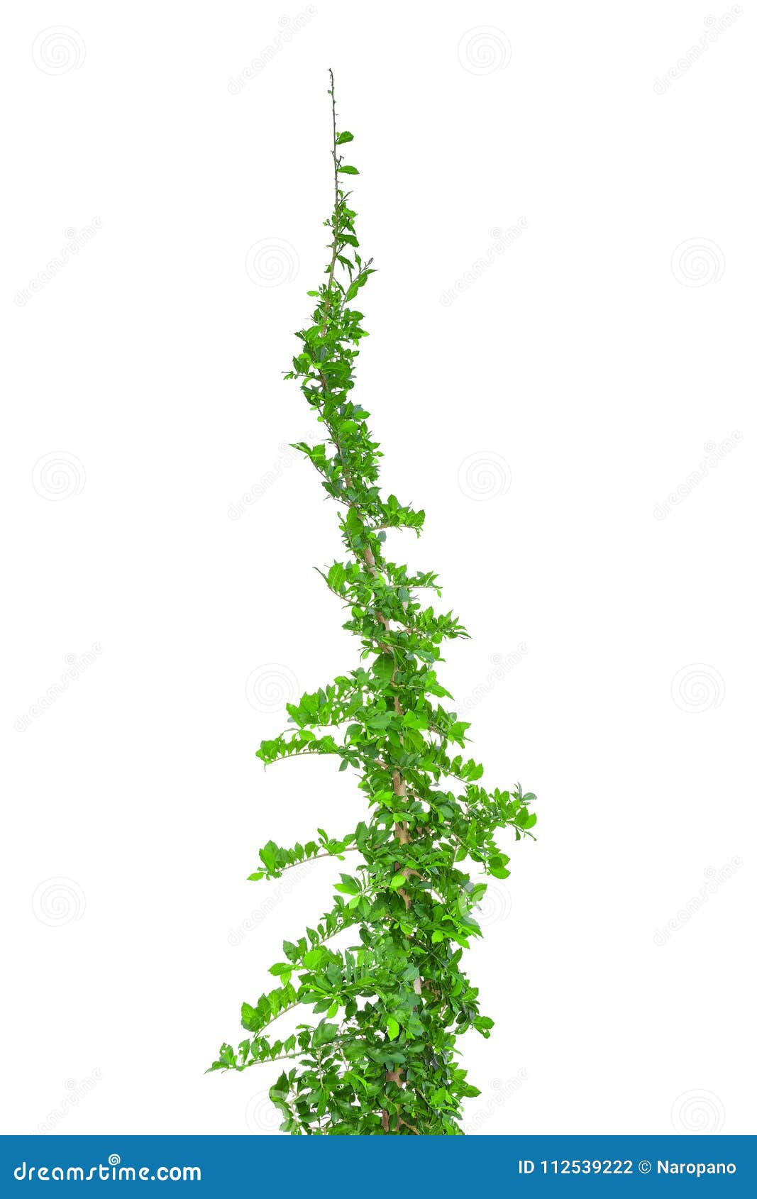 Vine On The Big Tree Royalty-Free Stock Image | CartoonDealer.com #99214666