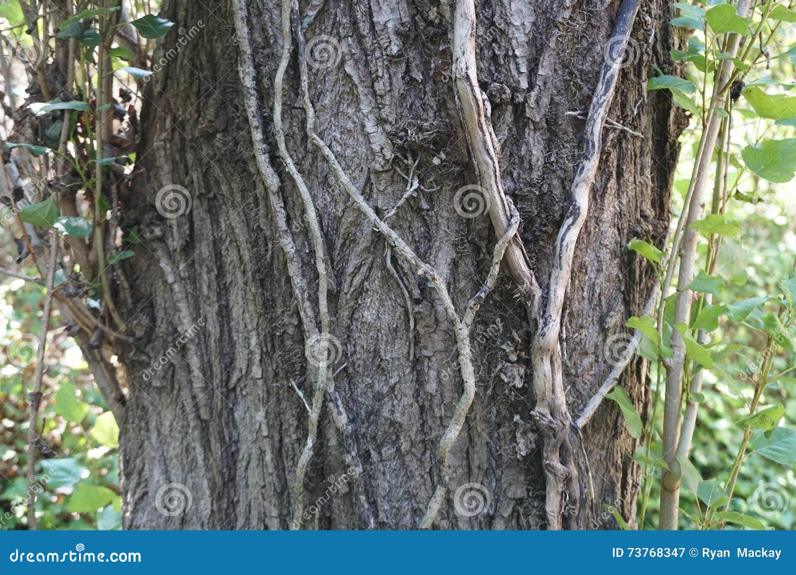 Vine on tree stock image. Image of texture, landscape - 73768347