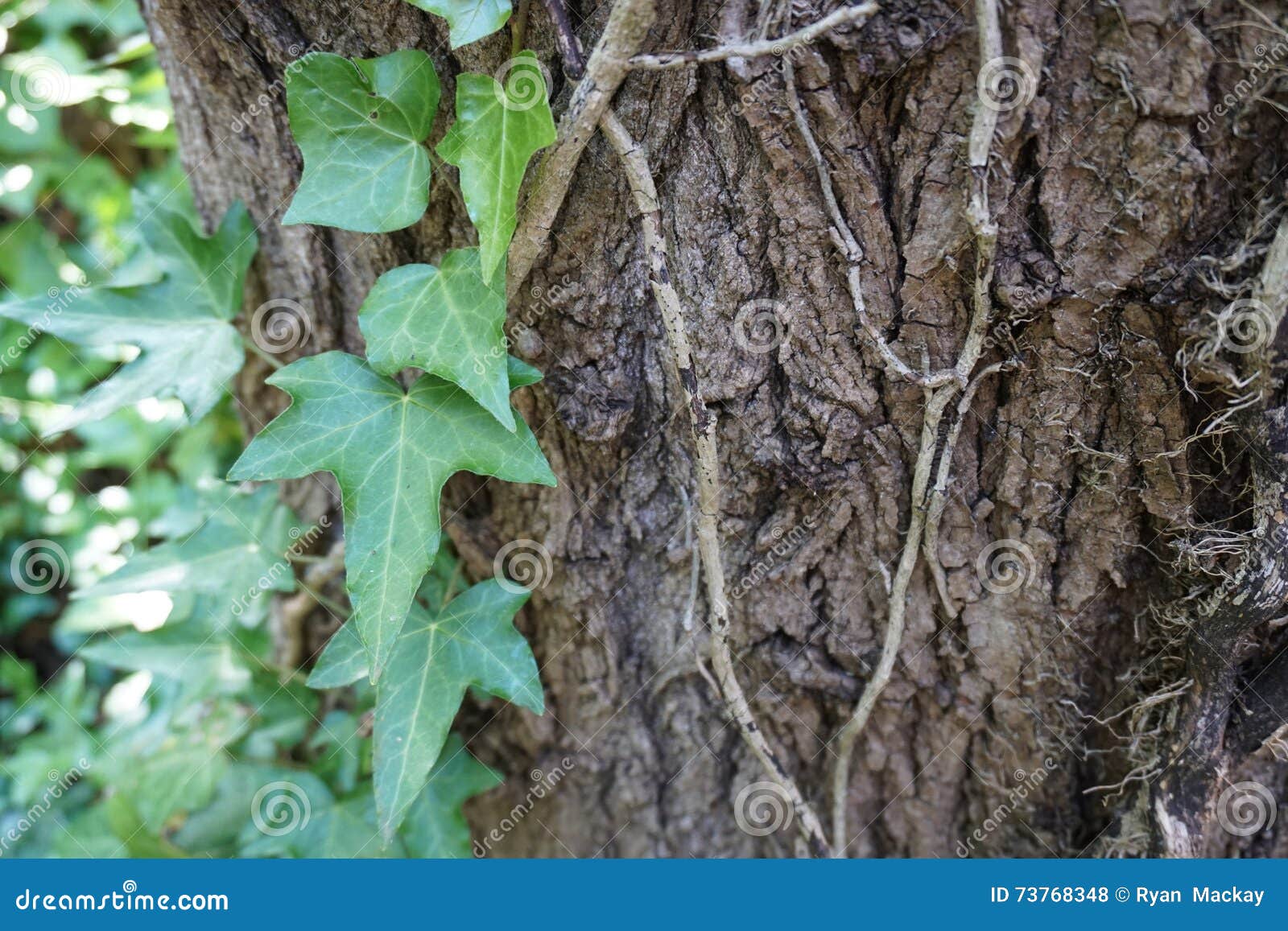 Vine on tree stock photo. Image of plant, beauty, light - 73768348