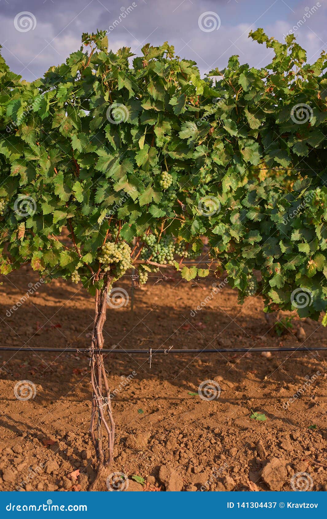 Vine Tree with Ripe Green Grape Bunch in Vineyard. Grape Bush in Soil ...
