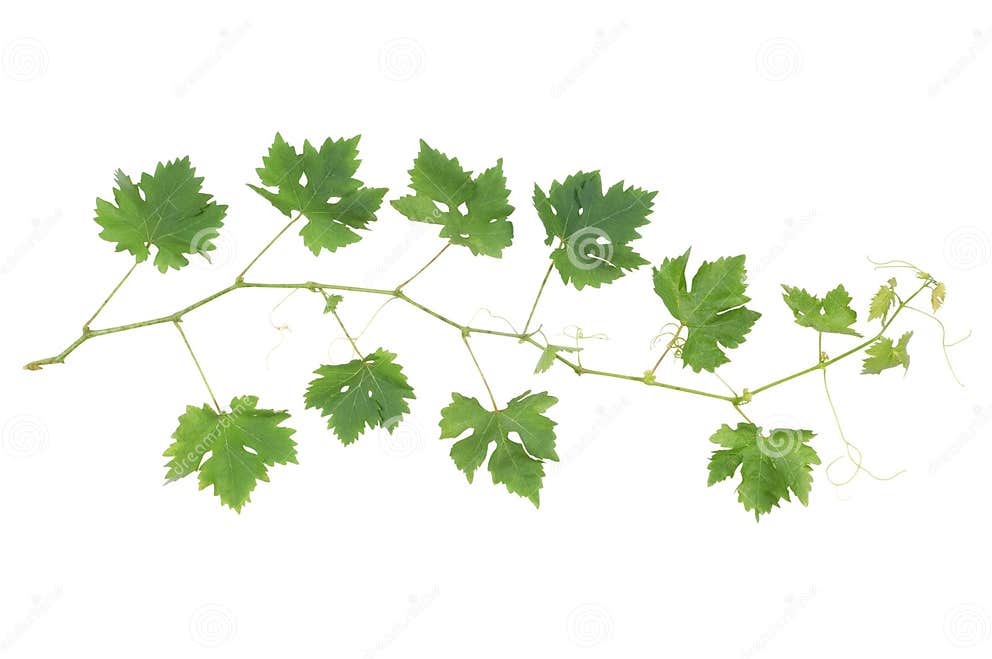Vine twig stock photo. Image of isolated, plant, leaf - 6082660
